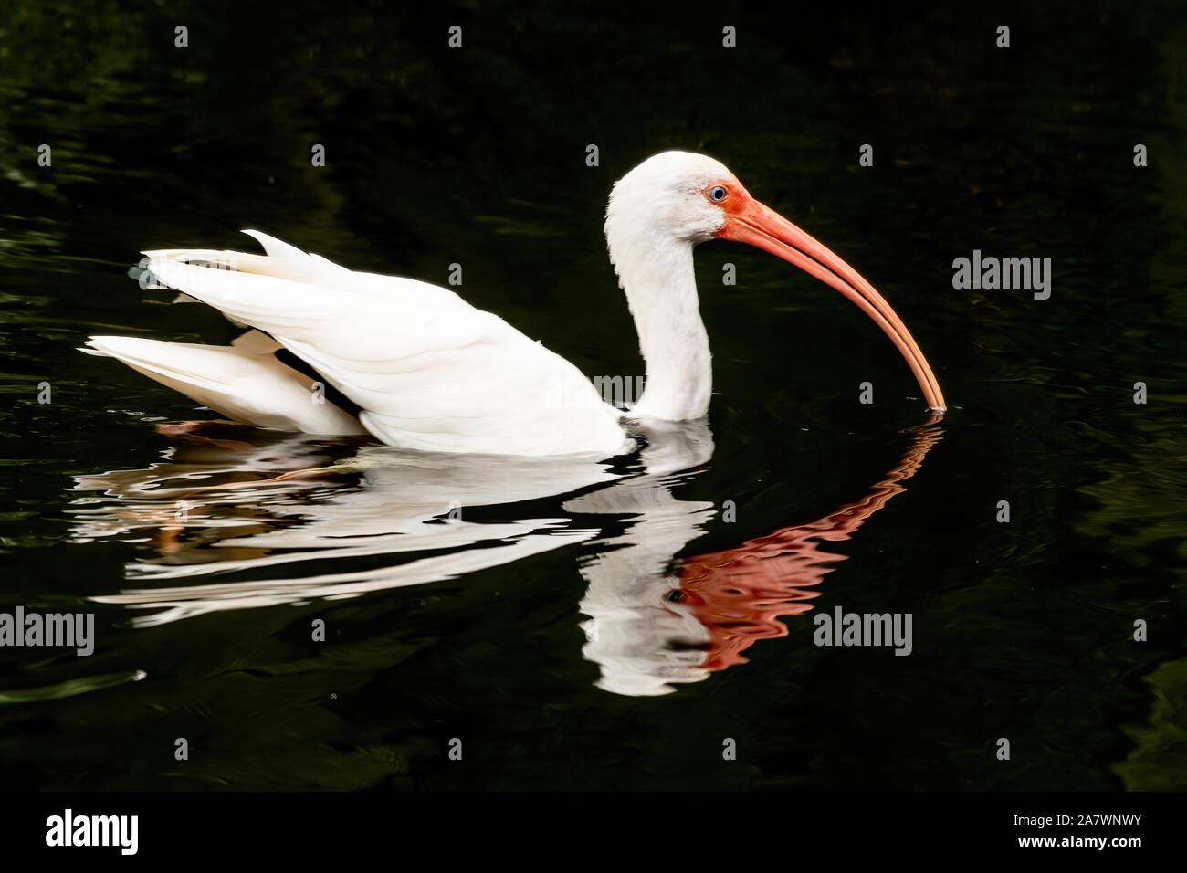 Tropical habitat hi-res stock photography and images - Alamy