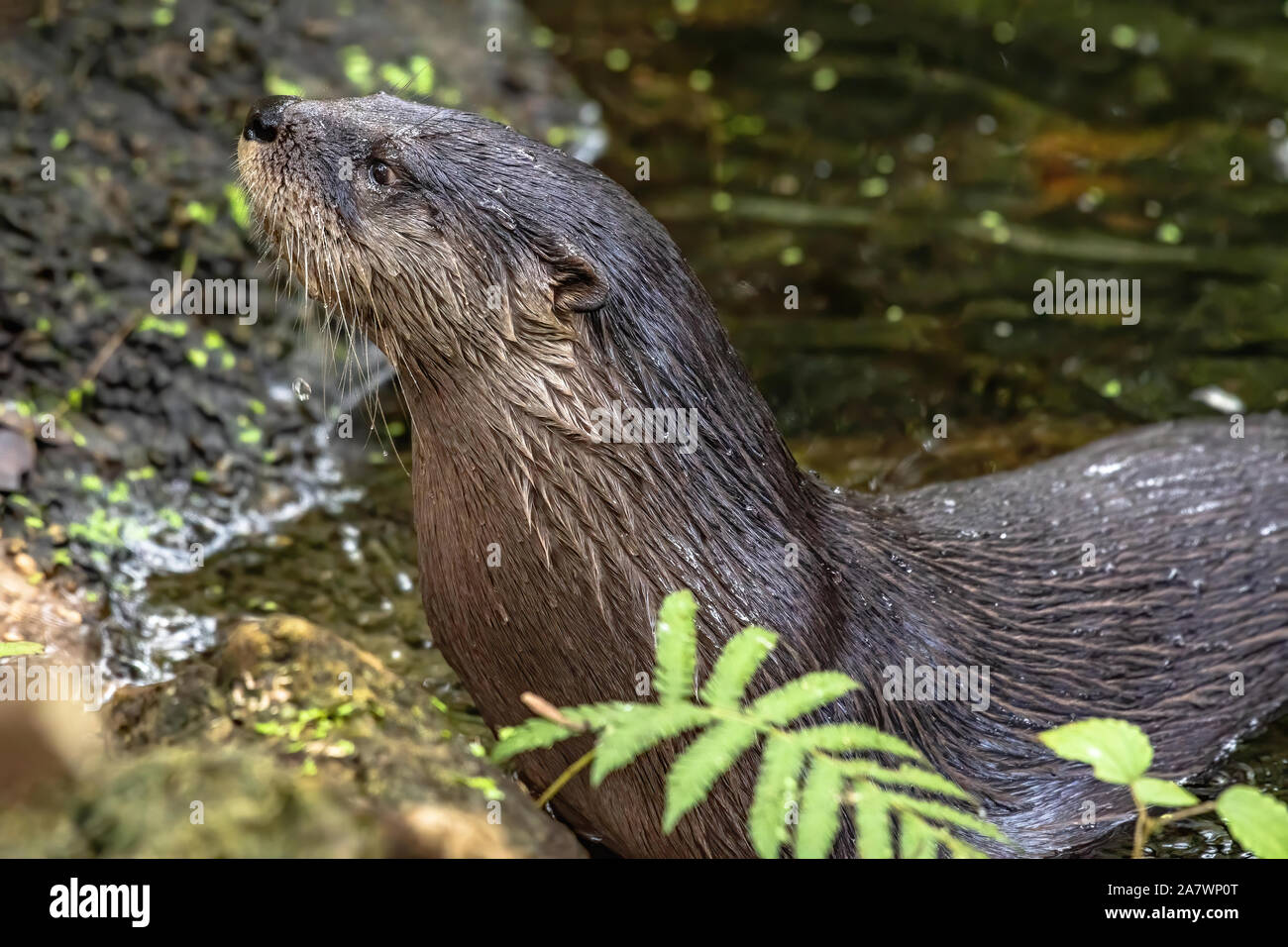 Otters standing on hind legs hi-res stock photography and images - Alamy