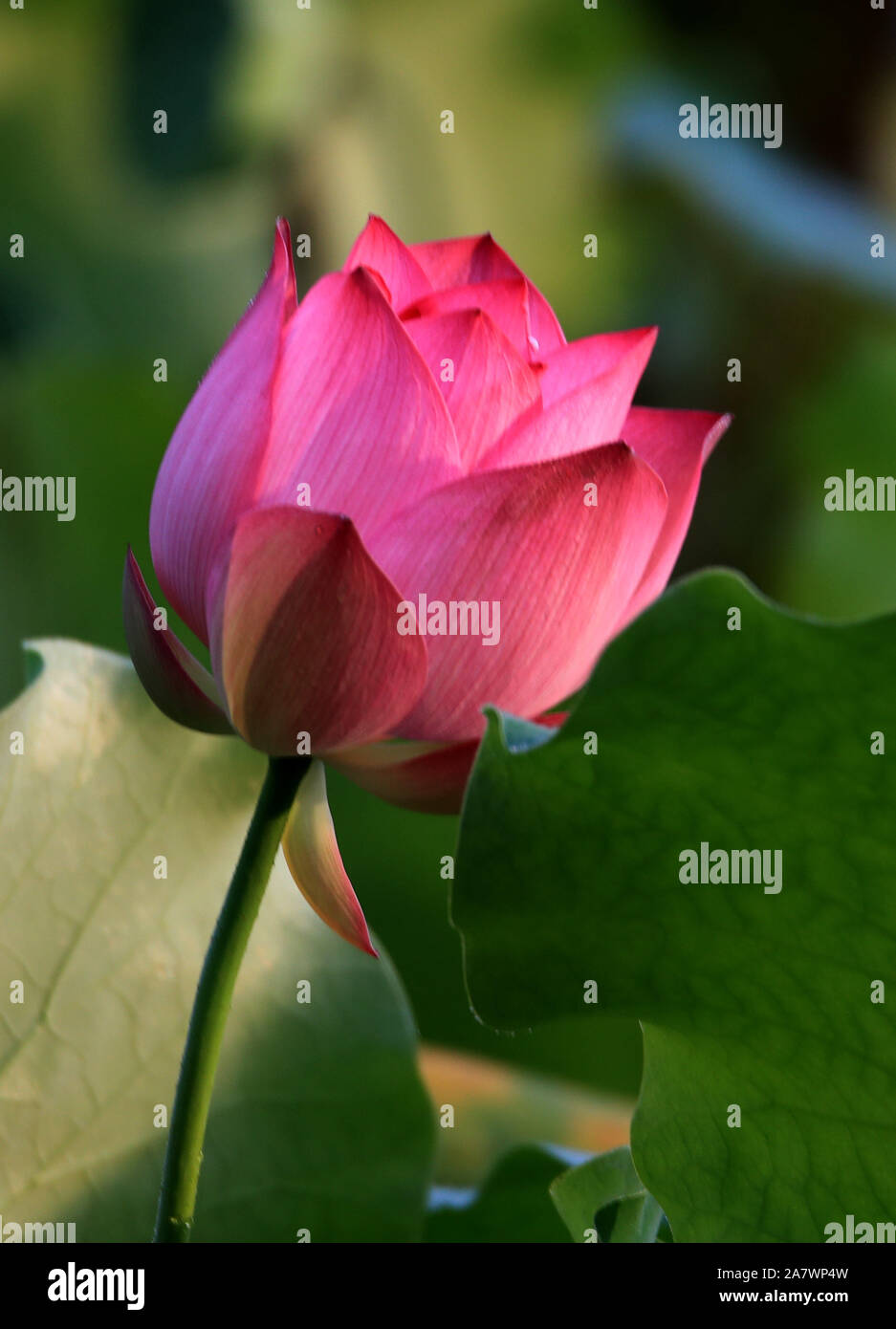 Lotus flowers blossom in Yi county, Huangshan city of the historical ...
