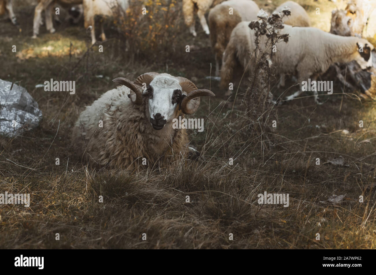 Ram resting hi-res stock photography and images - Alamy