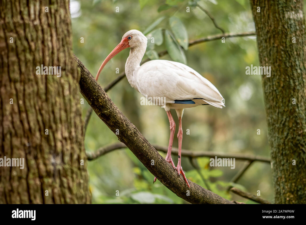 White ibis sitting in a tree - Florida wildlife Stock Photo - Alamy