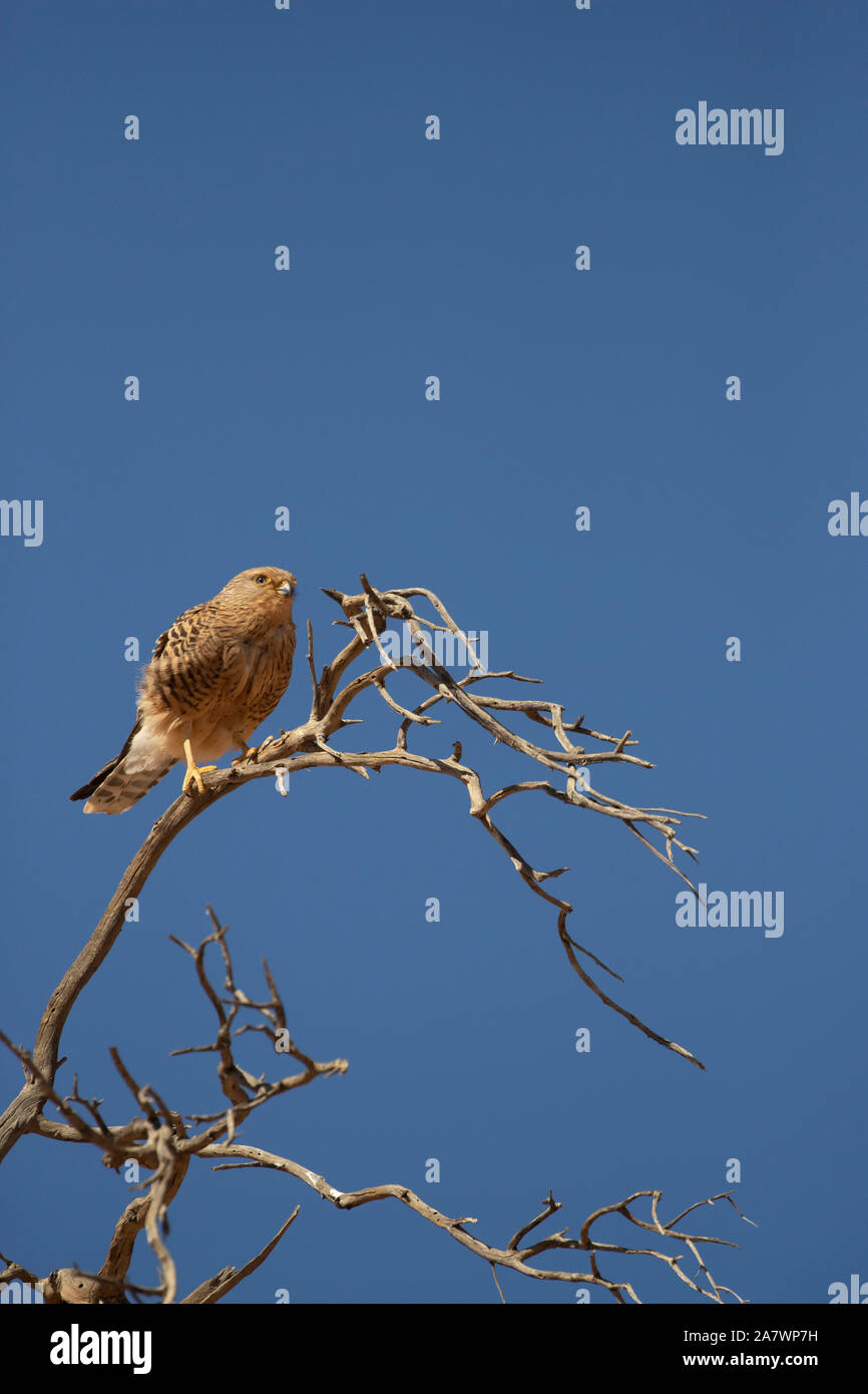 A greater kestrel (falco rupicoloides) in the Namib desert, Namibia ...