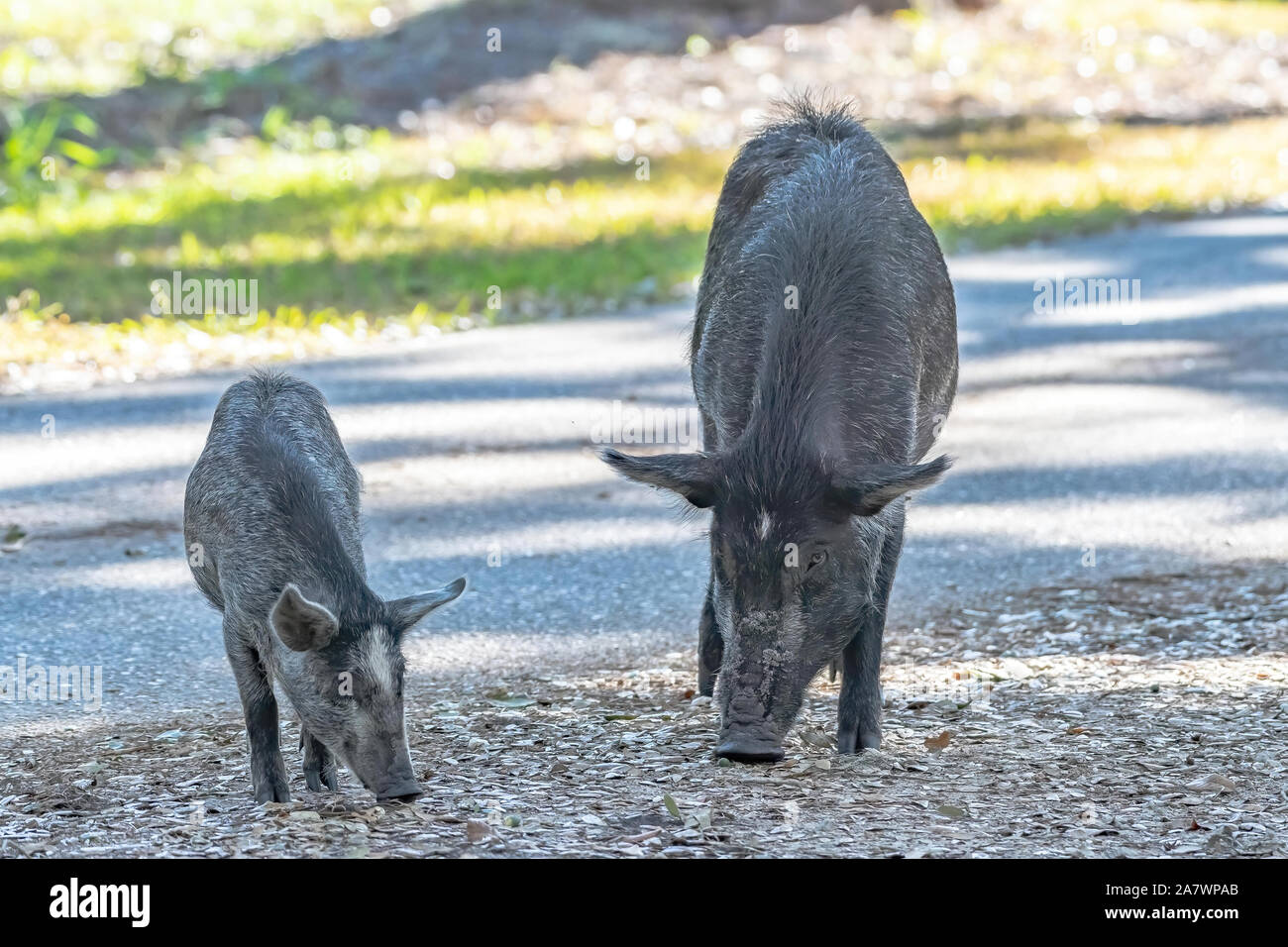 Wild pig family wandering in a park in Florida Stock Photo - Alamy