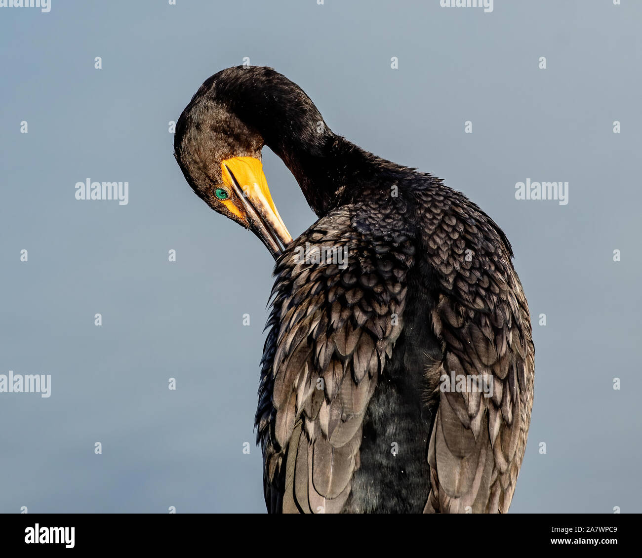 Anhinga preening hi-res stock photography and images - Alamy