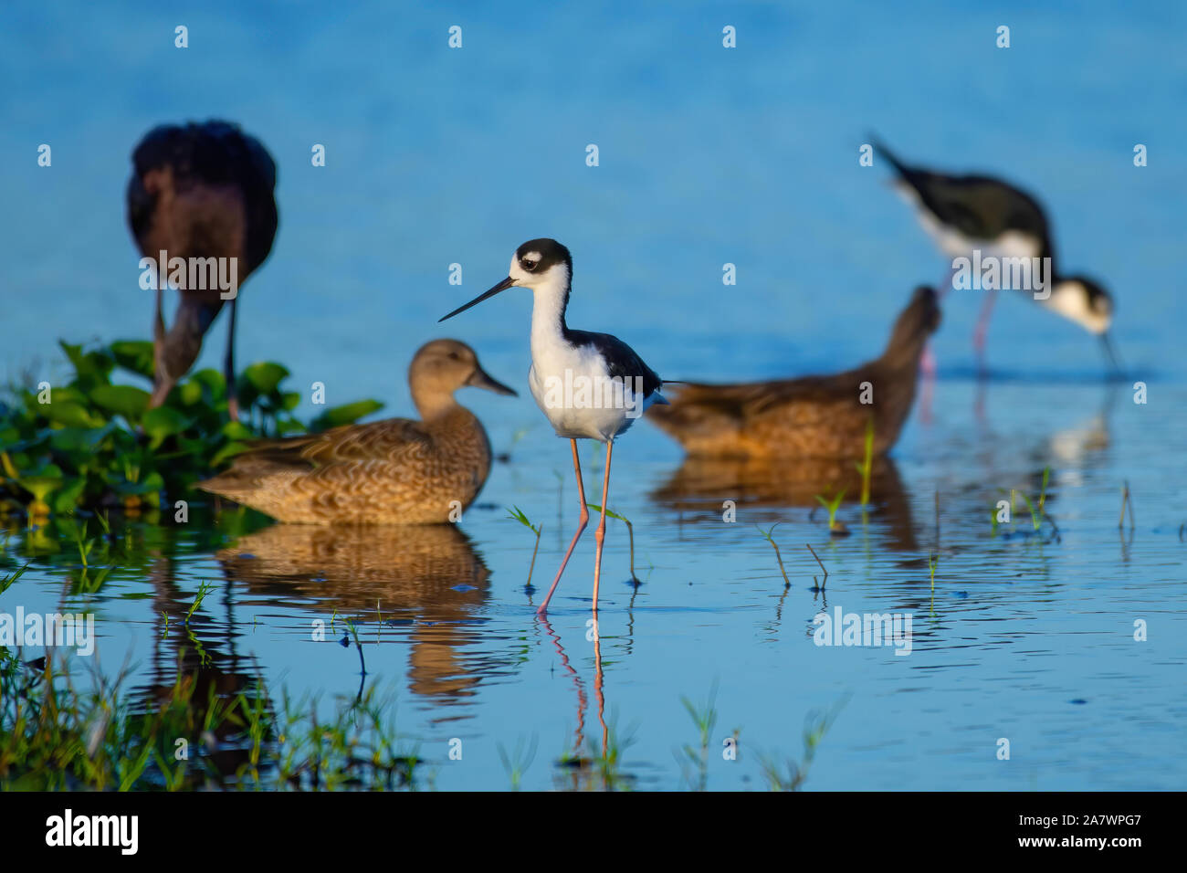Shore birds hi-res stock photography and images - Alamy