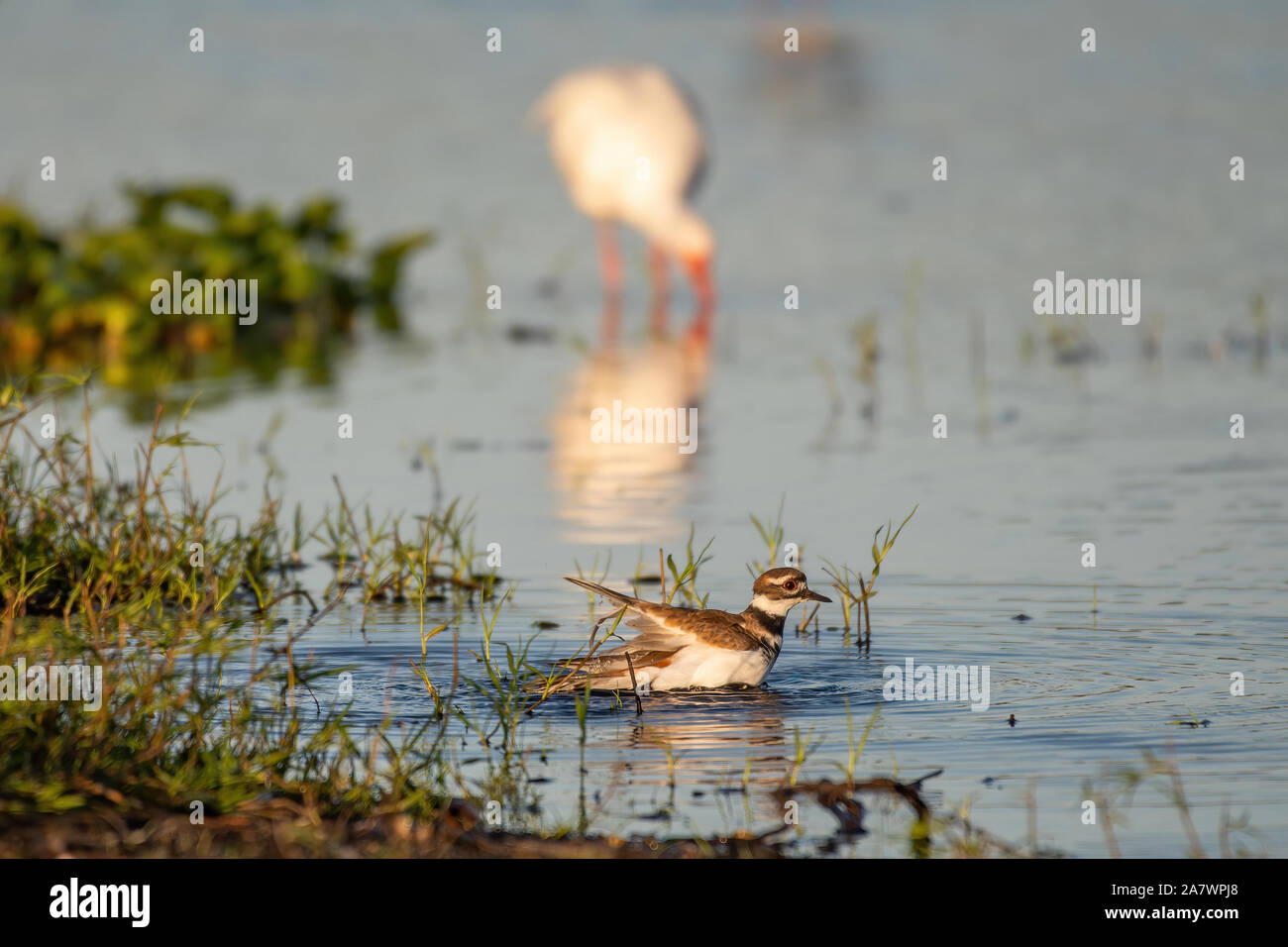 Killdeer bathing at the river's edge in Florida Stock Photo - Alamy