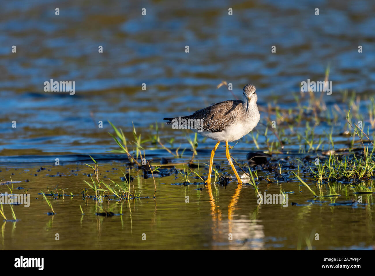 Greater Yellowlegs wading along the shore Stock Photo - Alamy