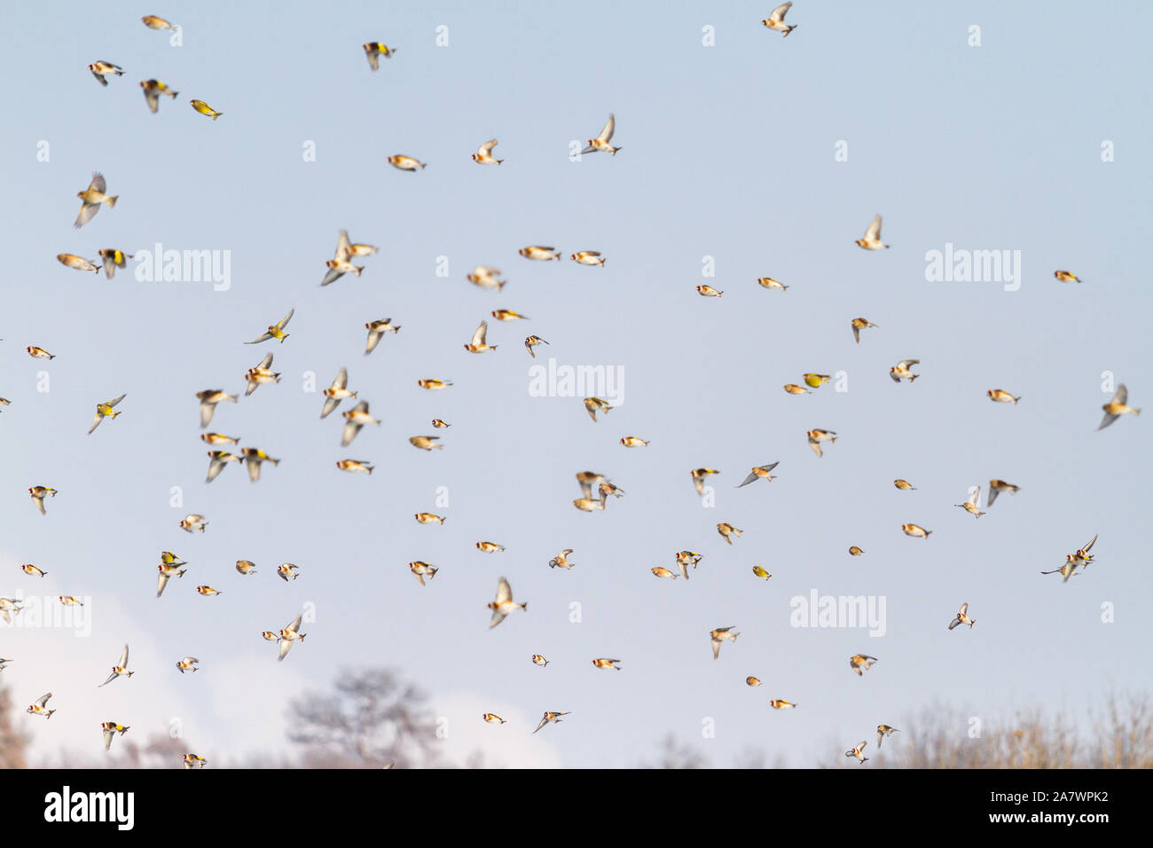 flock of beautiful birds flies through the sky Stock Photo - Alamy