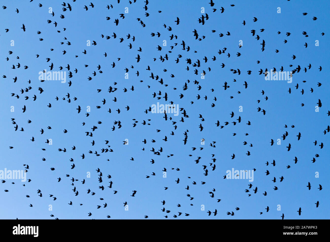 black birds in a large flock flying in the blue sky Stock Photo - Alamy