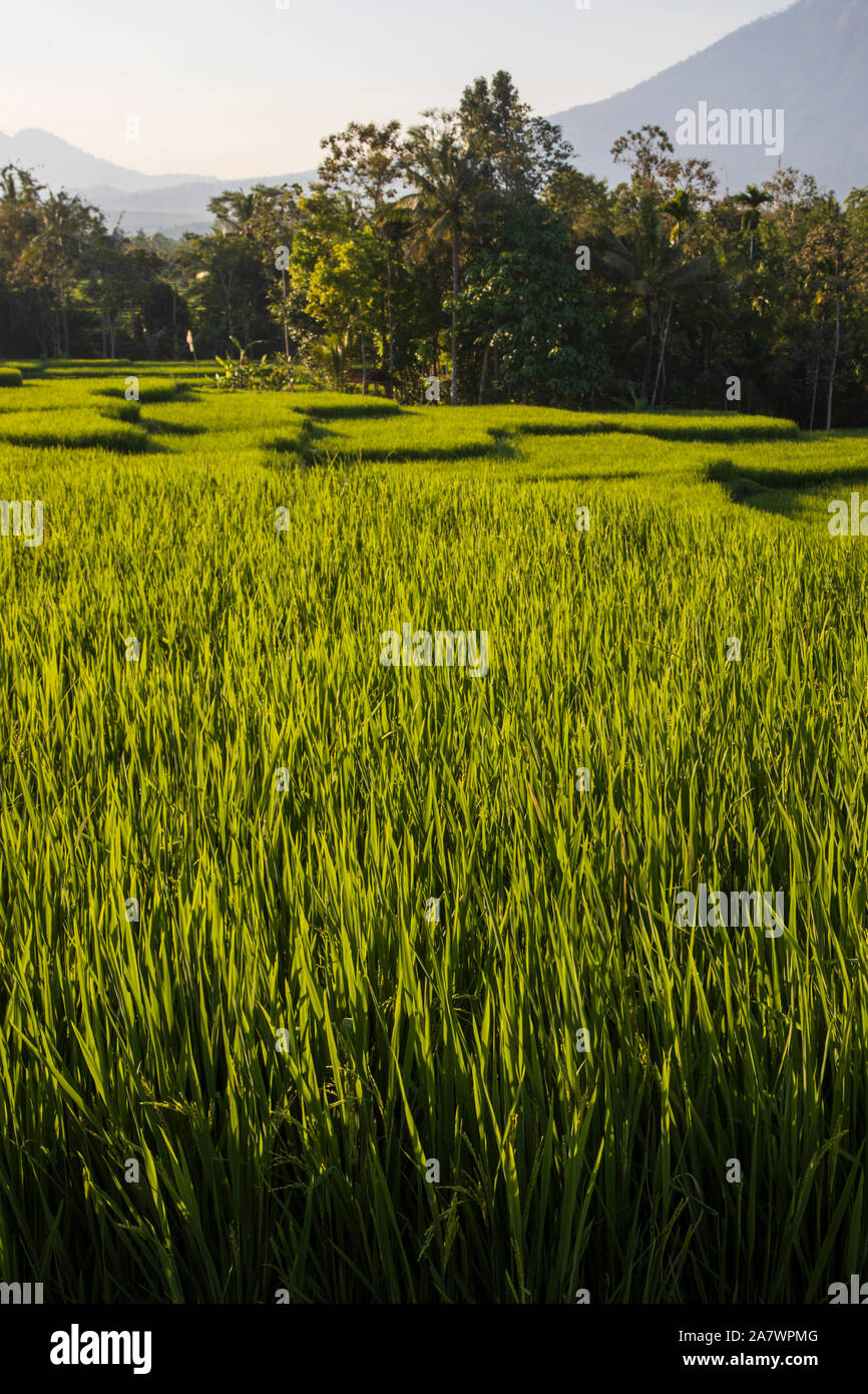 Rice terraces or rice paddies in front of volcanoes in Eastern Java ...