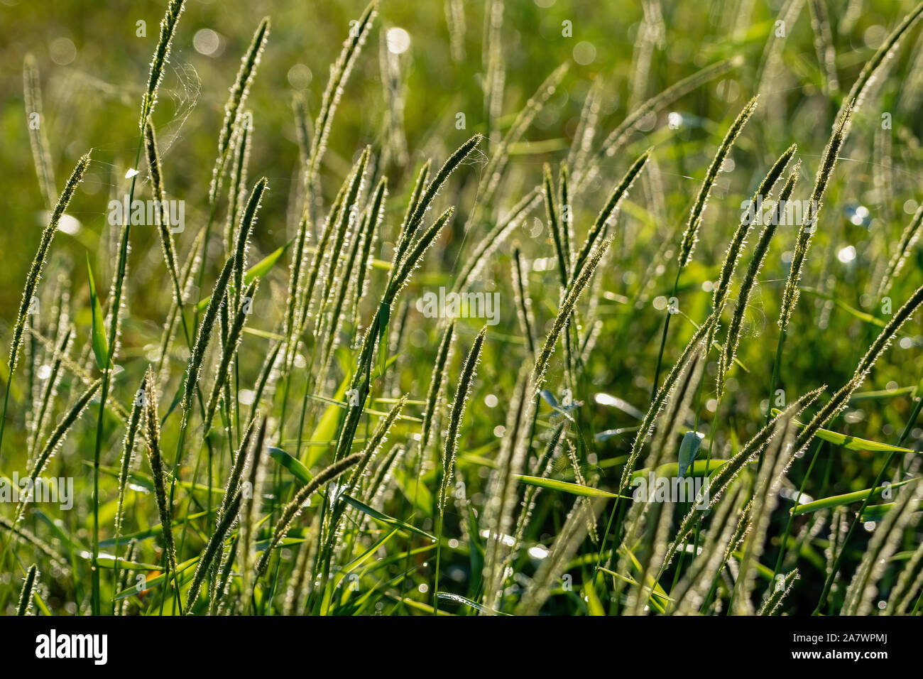 Tall green grasses in a field - Florida Stock Photo - Alamy