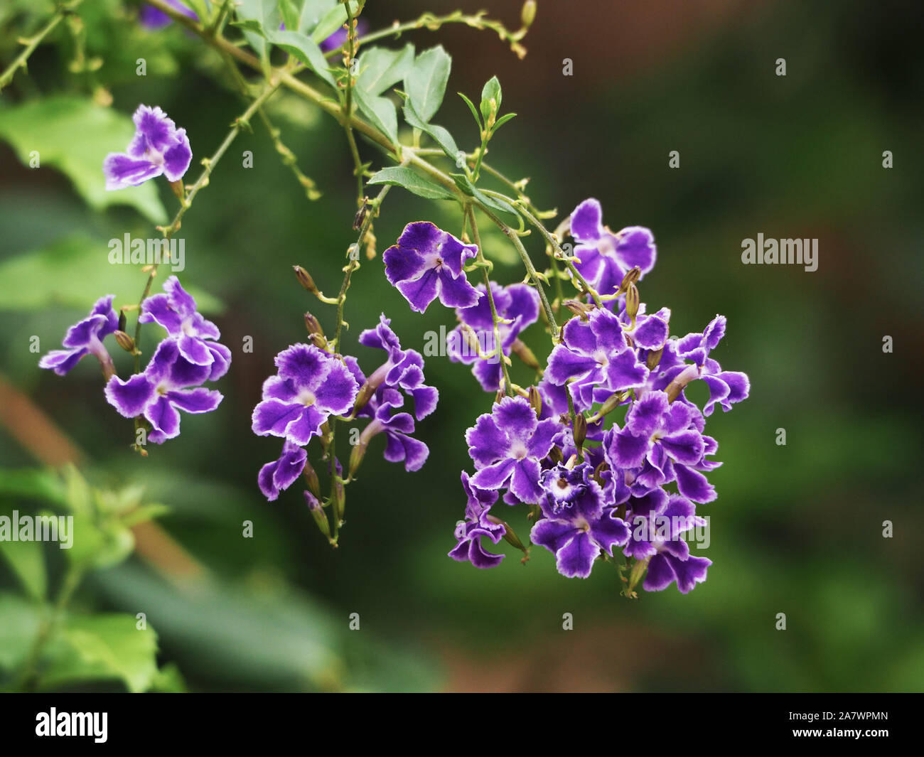 Duranta hi-res stock photography and images - Alamy