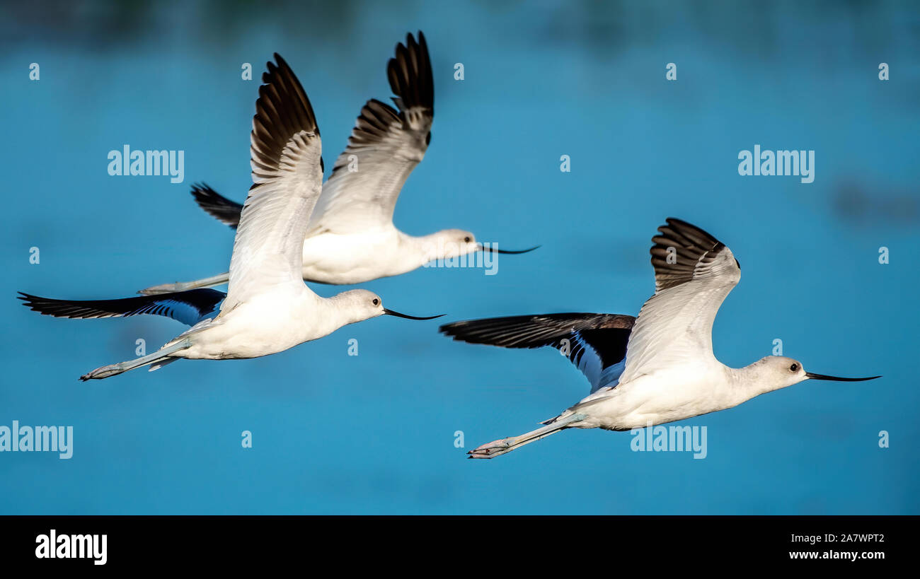 Flying avocet bird hi-res stock photography and images - Alamy
