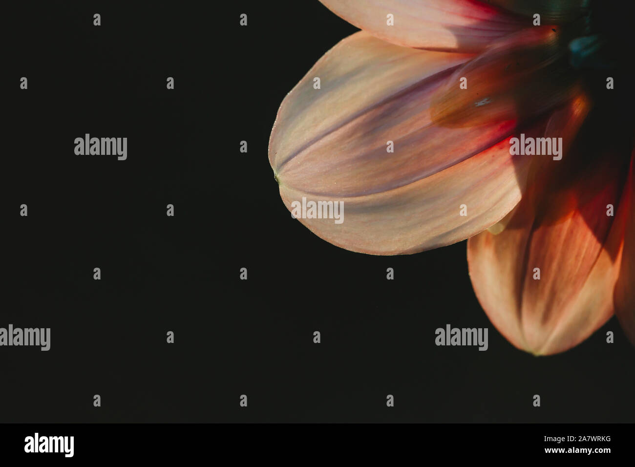 Backlit macro hi-res stock photography and images - Alamy