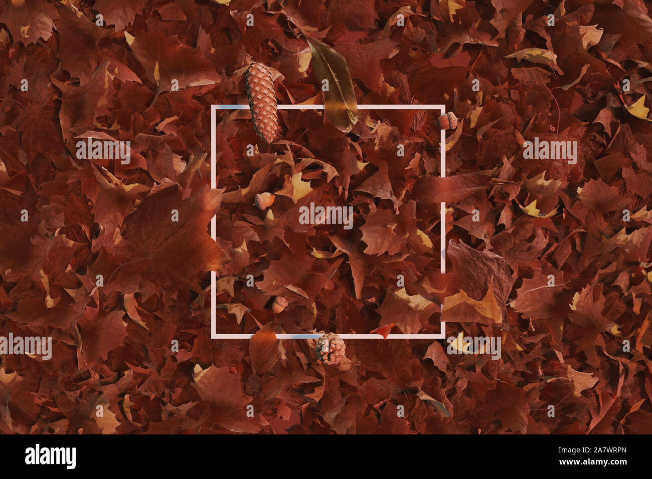 Square leaves hi-res stock photography and images - Alamy