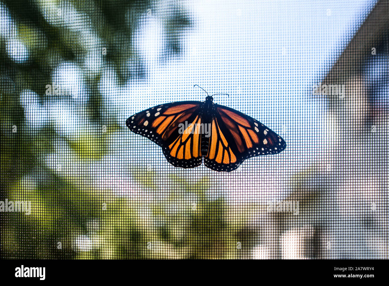 Monarch butterfly resting with wings open on screen with trees behind ...
