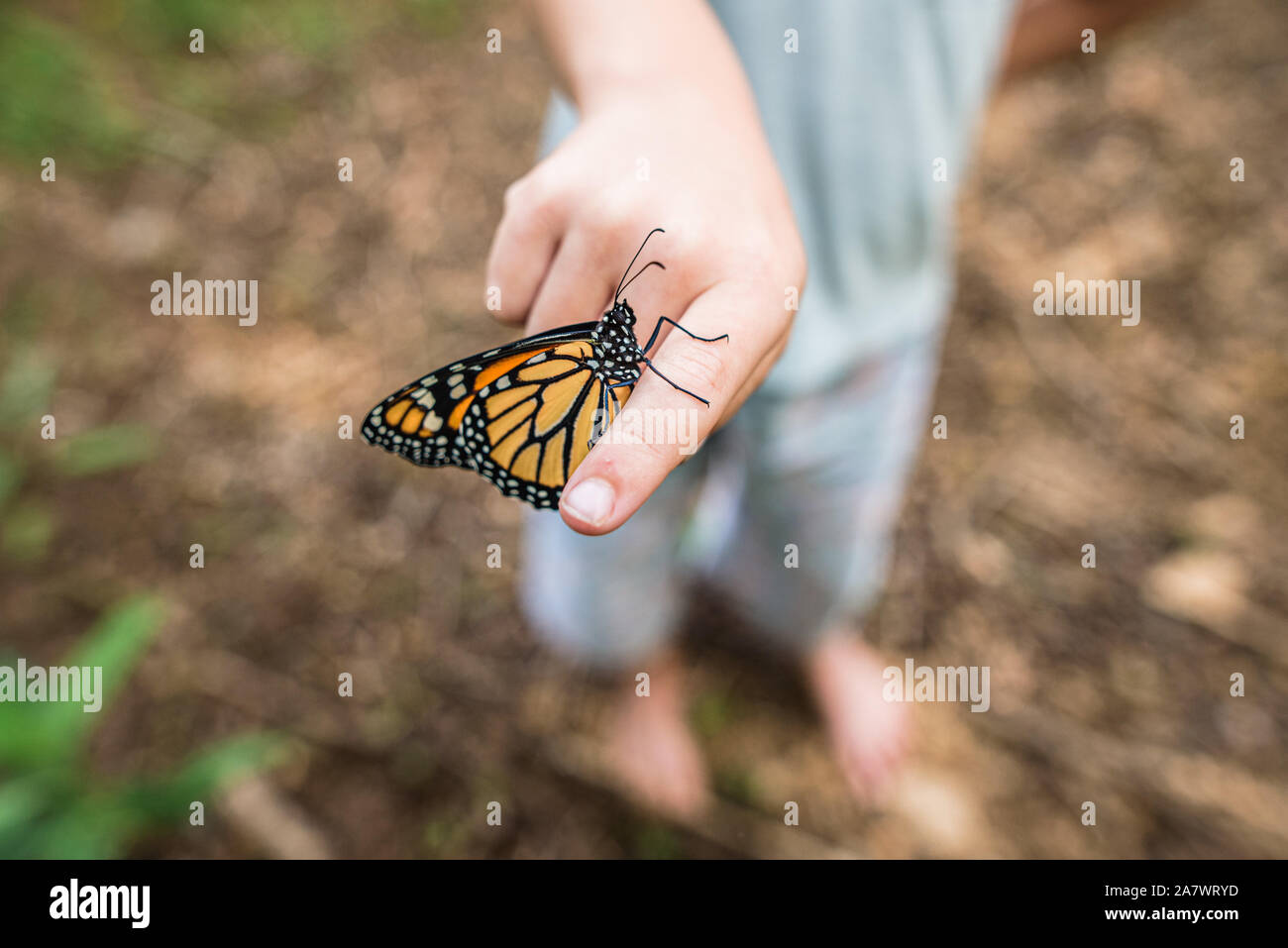 Monarch butterfly resting on child's finger with wings closed Stock ...