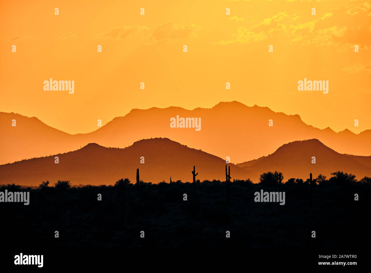 Backlit cactus hi-res stock photography and images - Alamy