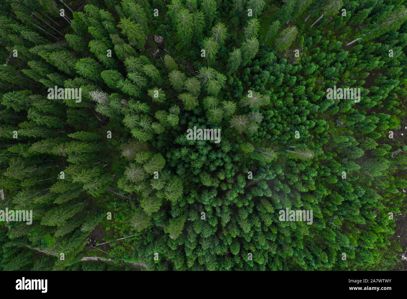 Aerial top view forest, Texture of forest view from above, Copter drone ...