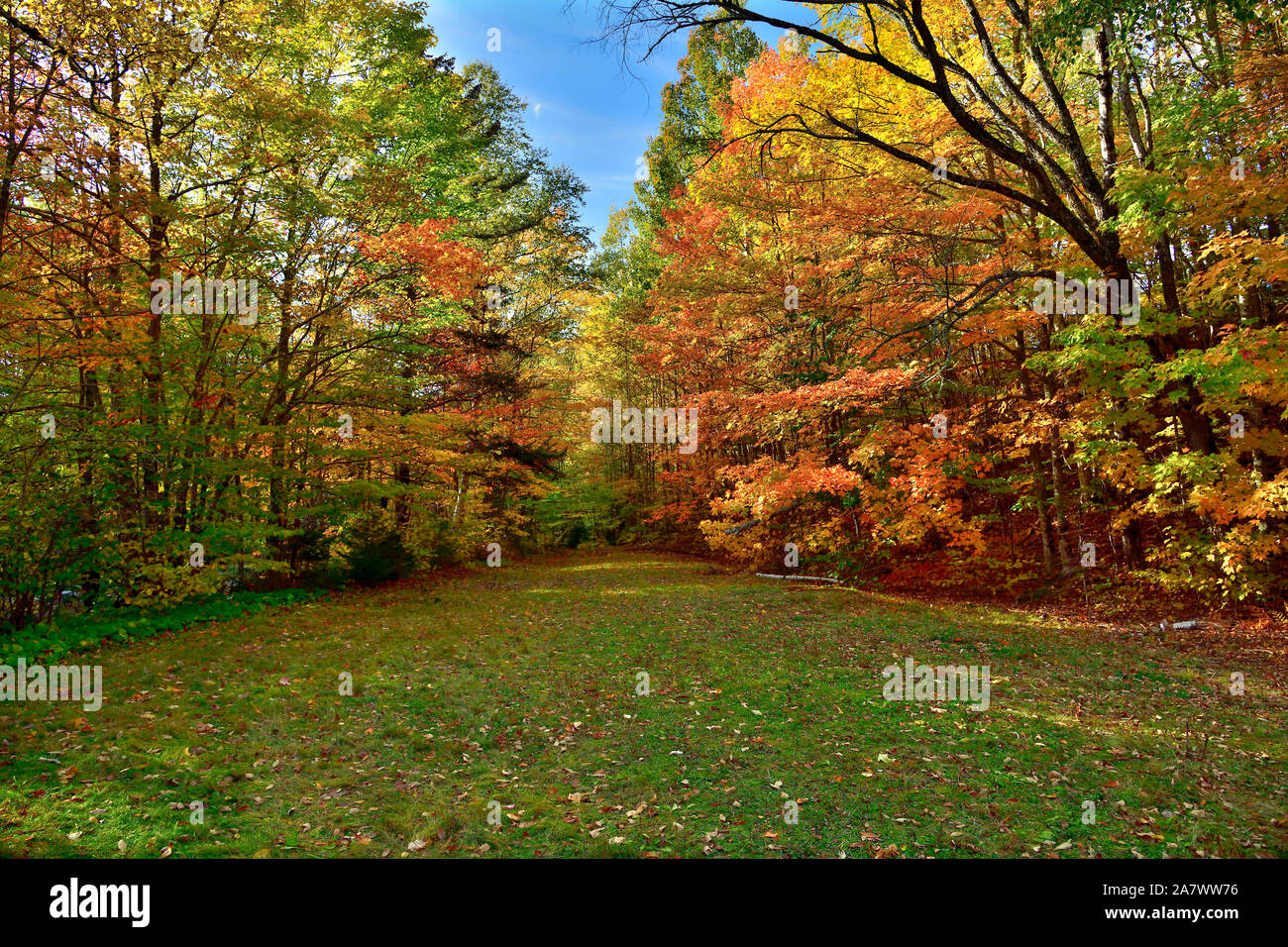 Trees turning colors in fall hi-res stock photography and images - Alamy