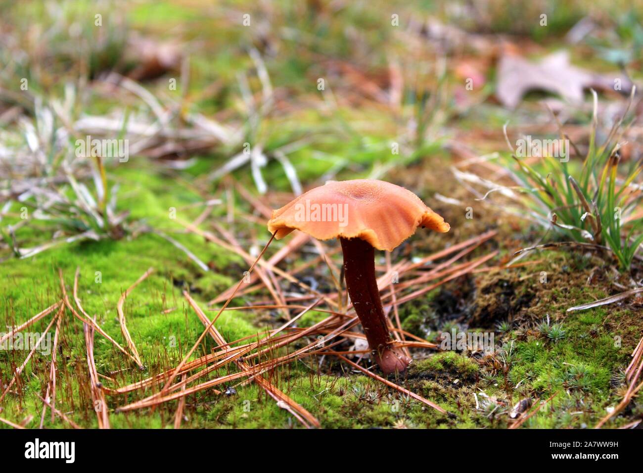 Galerina marginata mushroom hi-res stock photography and images - Alamy