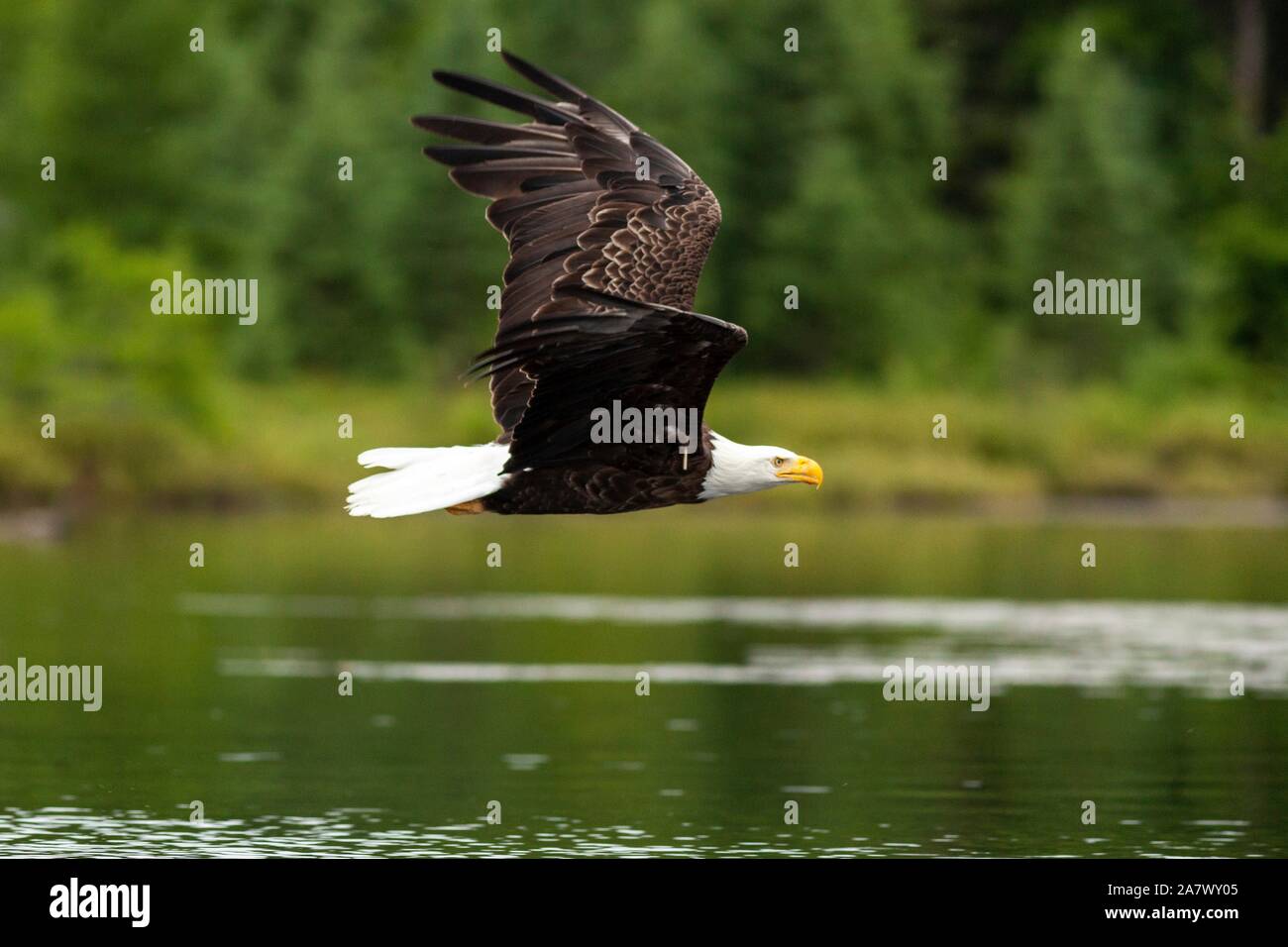 American bald eagle inflight hi-res stock photography and images - Alamy