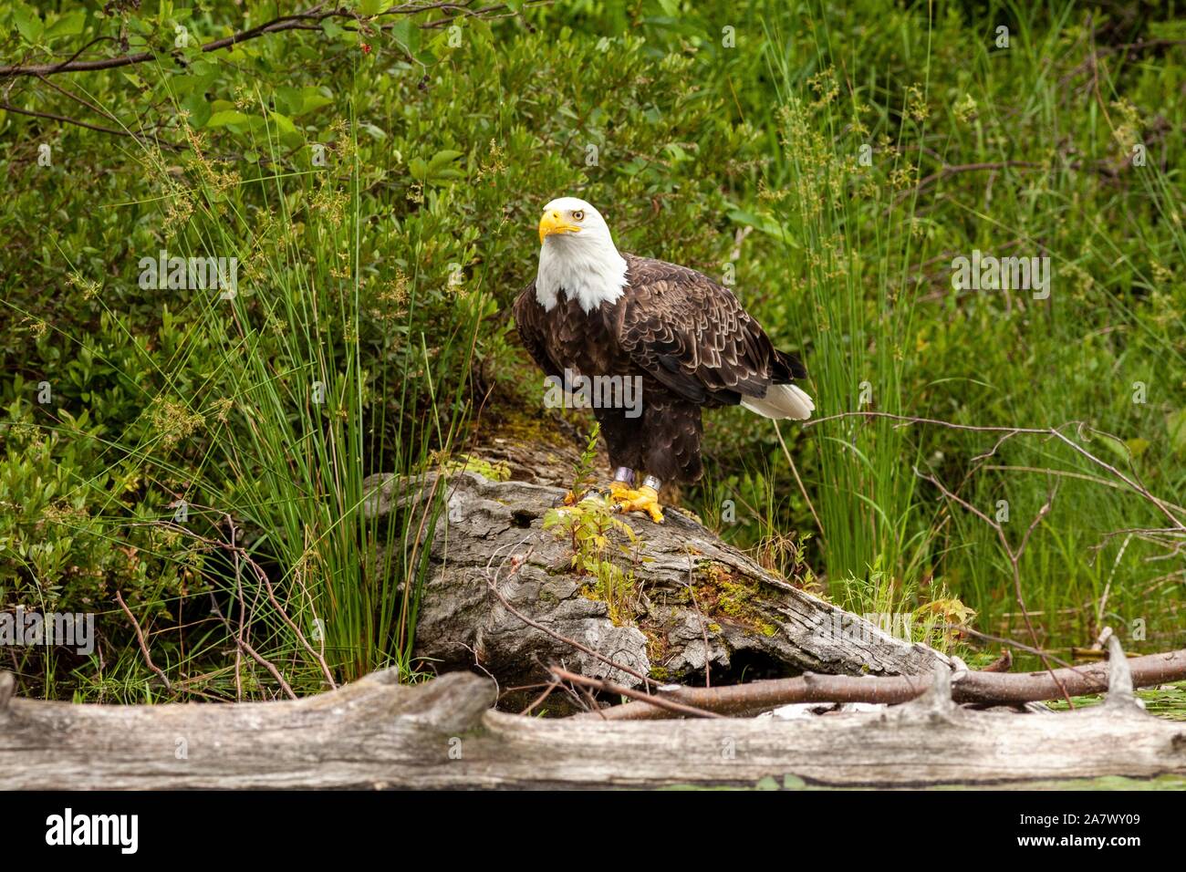 Bald eagle with trout hi-res stock photography and images - Alamy