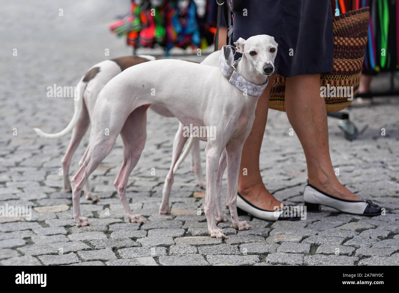 Two greyhound dogs walking next to their owner on cobblestone pavement ...