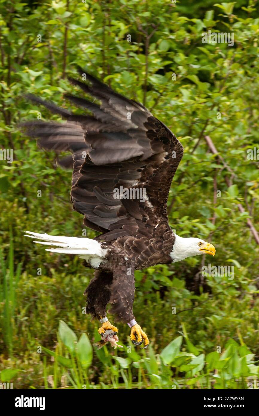 American bald eagle inflight hi-res stock photography and images - Alamy