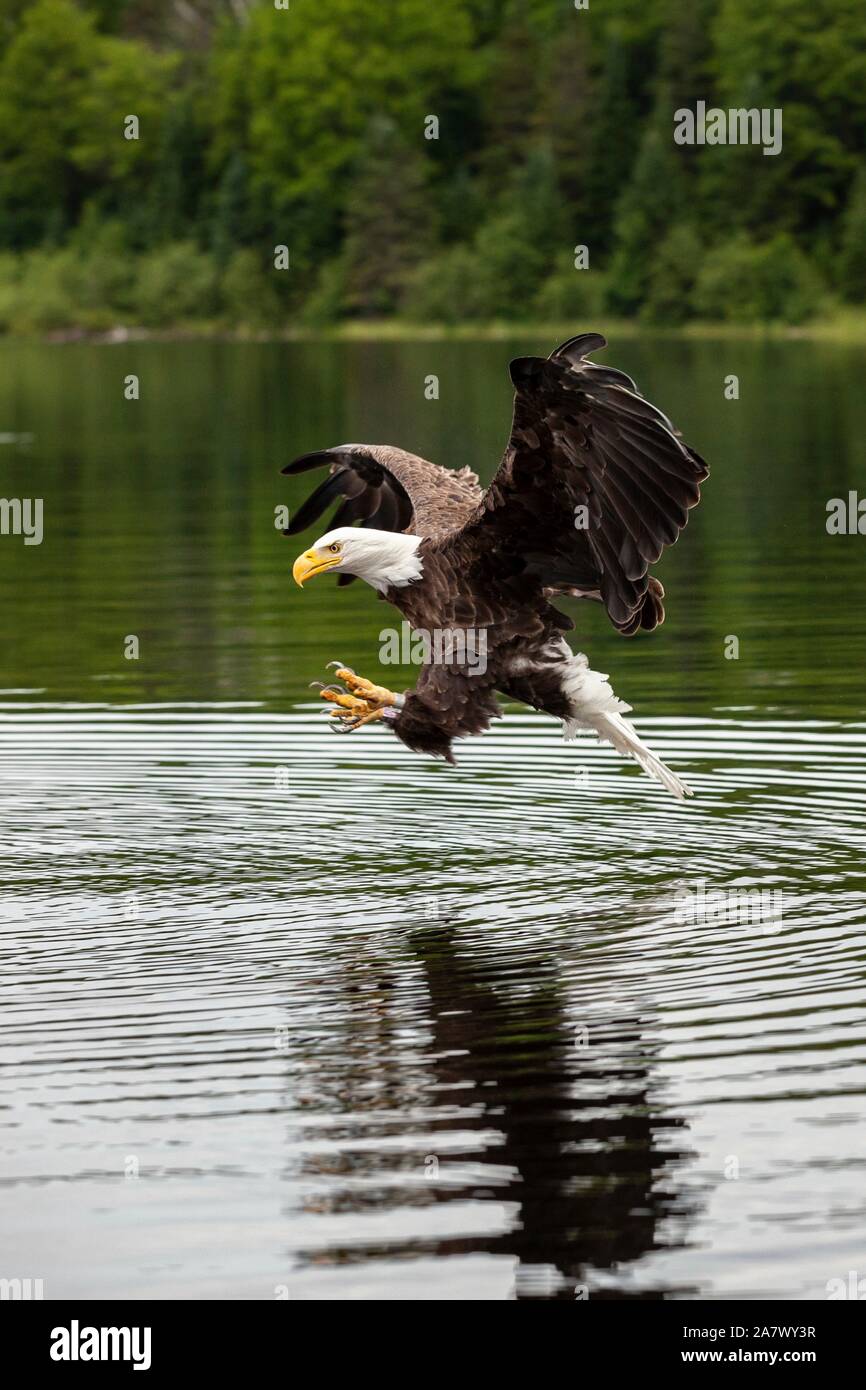 American bald eagle inflight hi-res stock photography and images - Alamy