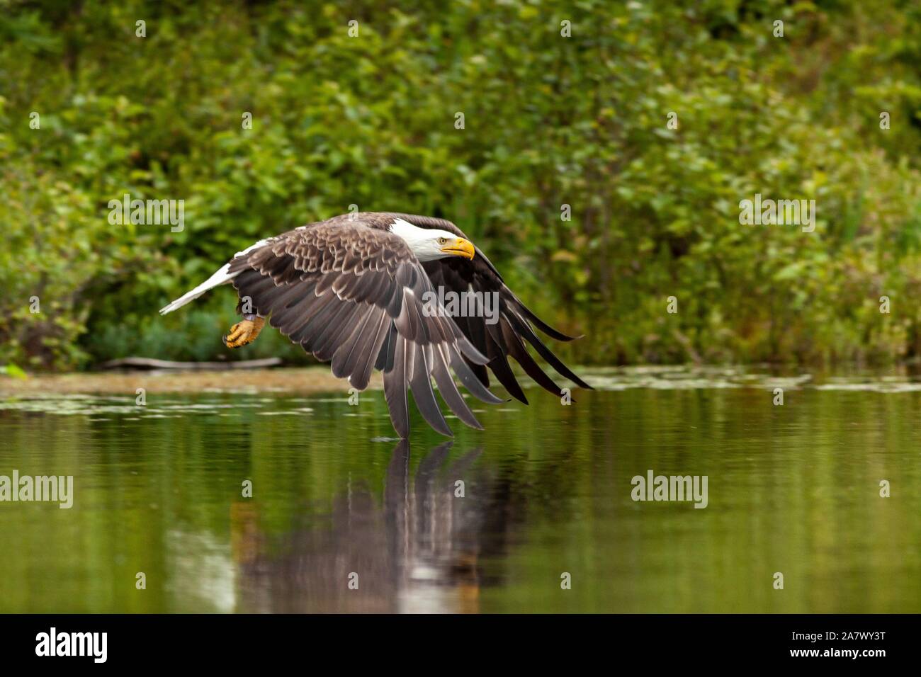 American bald eagle inflight hi-res stock photography and images - Alamy