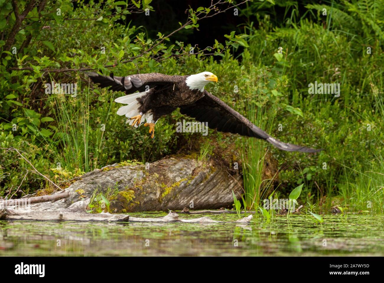 American bald eagle inflight hi-res stock photography and images - Alamy