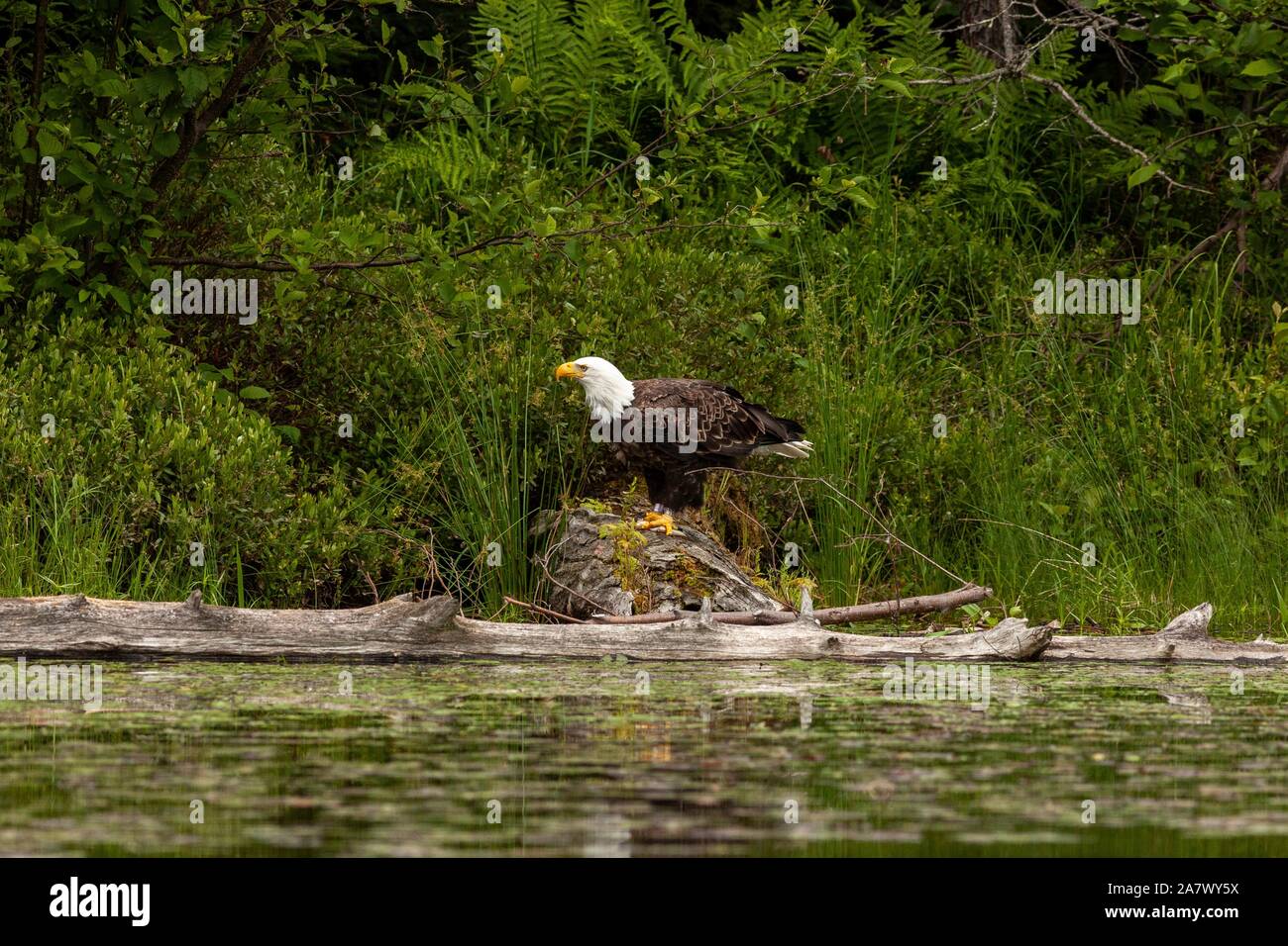 An American Bald Eagle guards a fish caught in Trout Lake in the ...