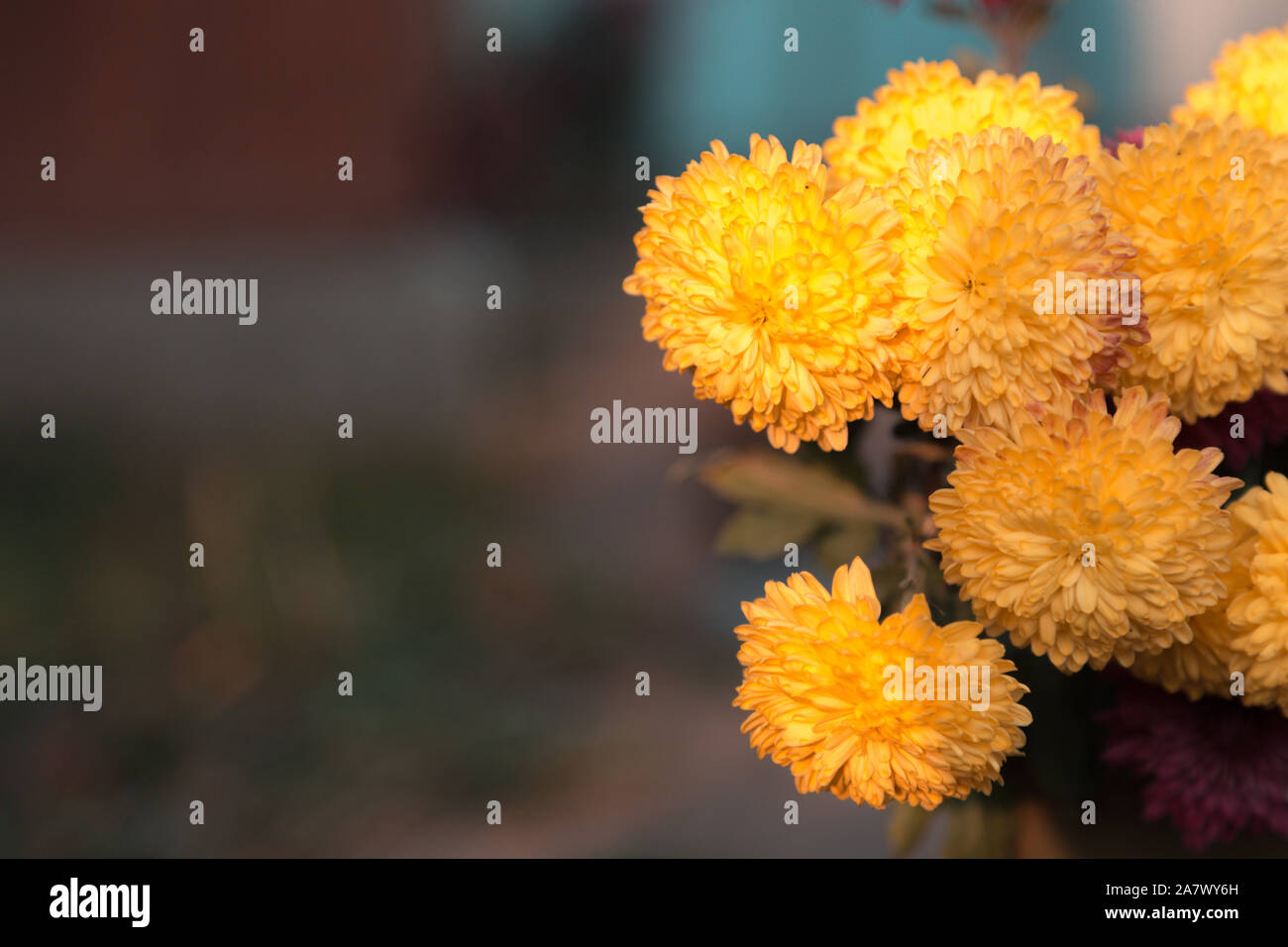 Aztec medicine hi-res stock photography and images - Alamy