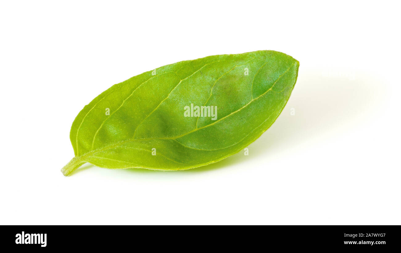 Single small basil leaf isolated on white background Stock Photo - Alamy