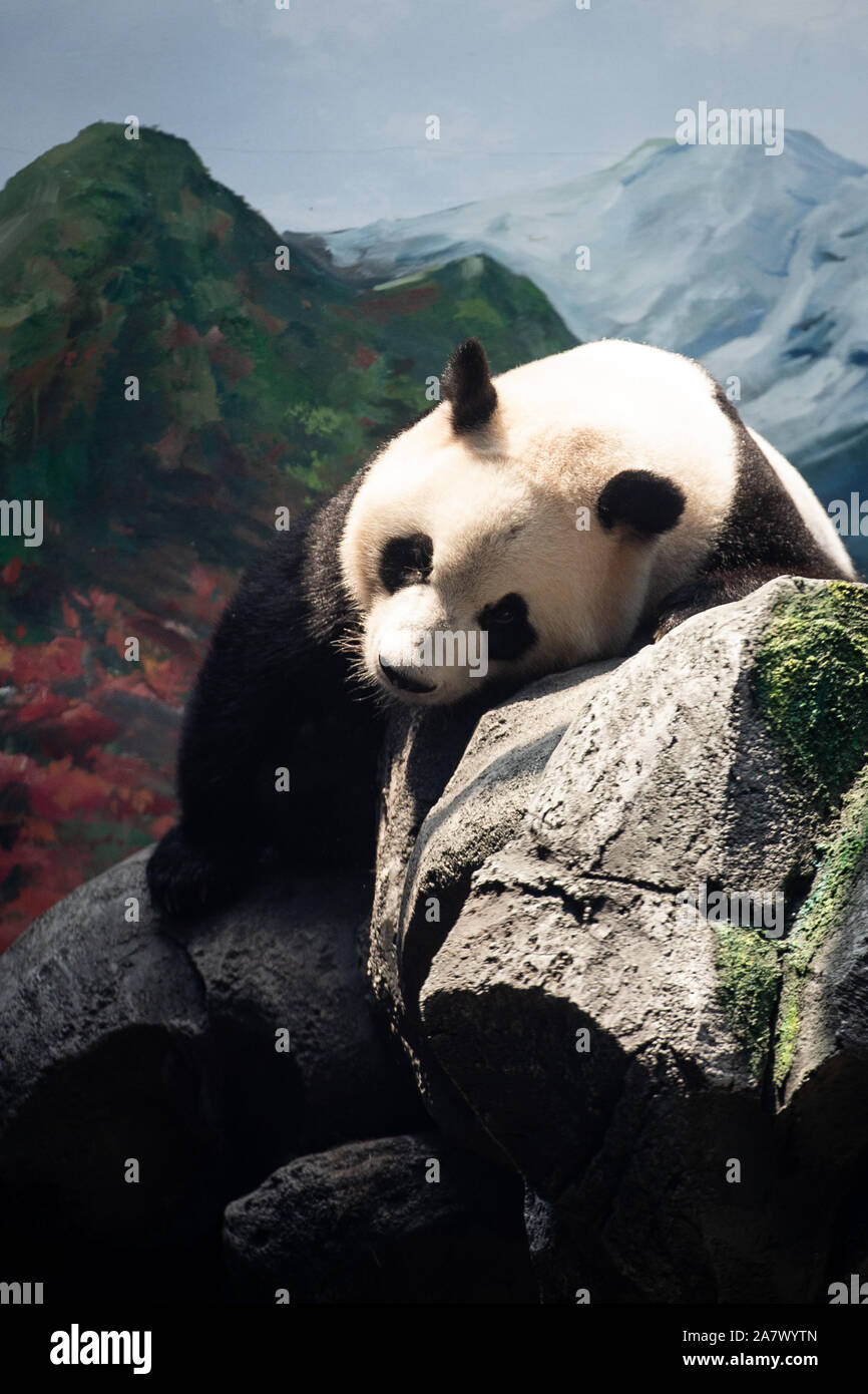 The giant panda Chun Qiao rests after eating bamboo shoots to celebrate ...