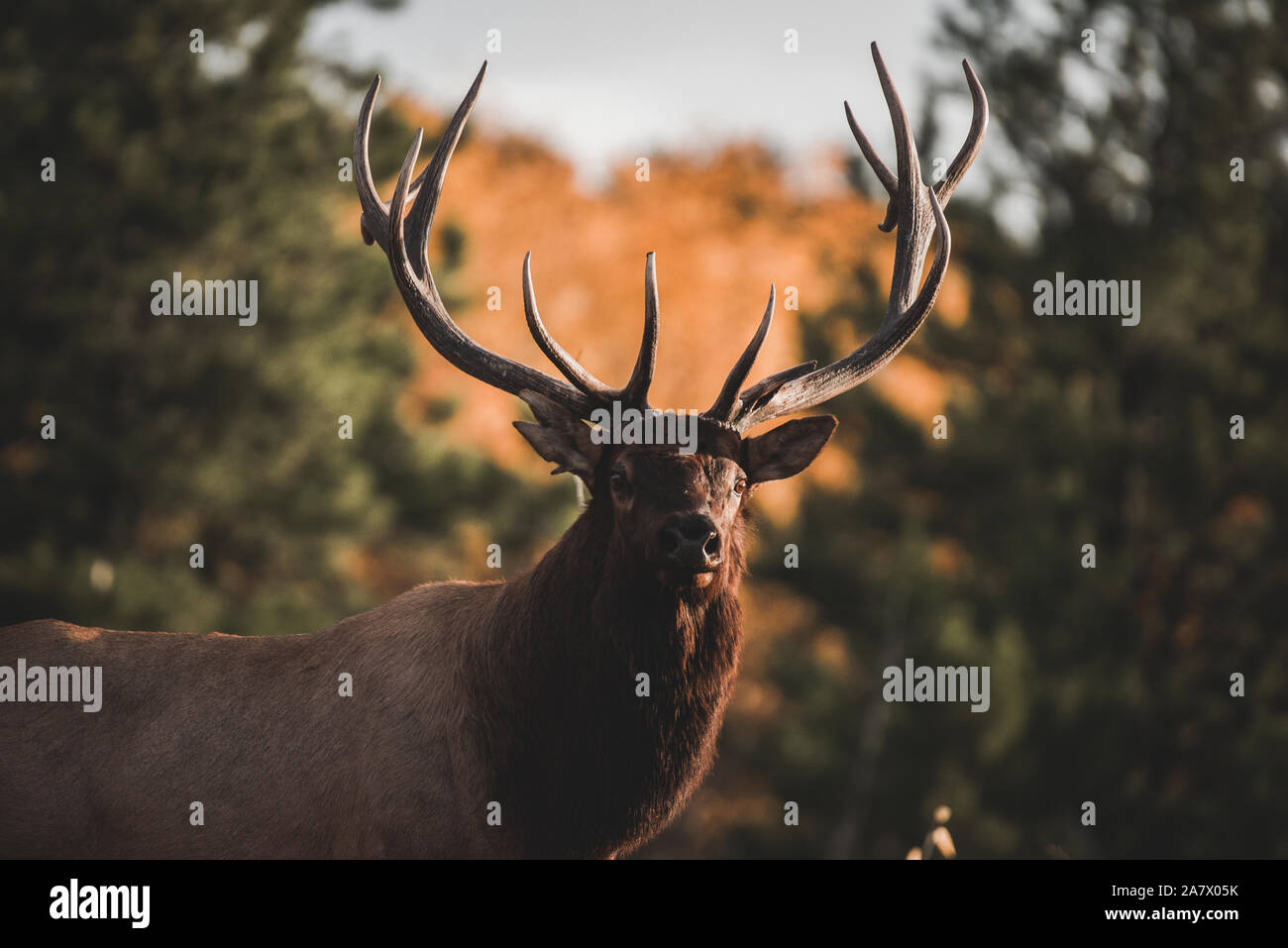 Massive elk bull (cervus canadensis) with a seven point rack in the ...