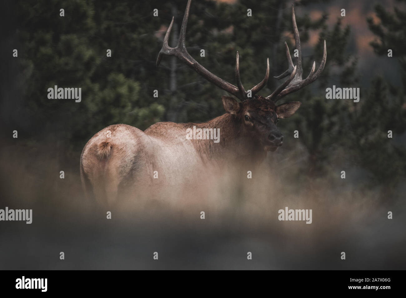 Massive elk bull (cervus canadensis) in the dark forest, Yukon ...