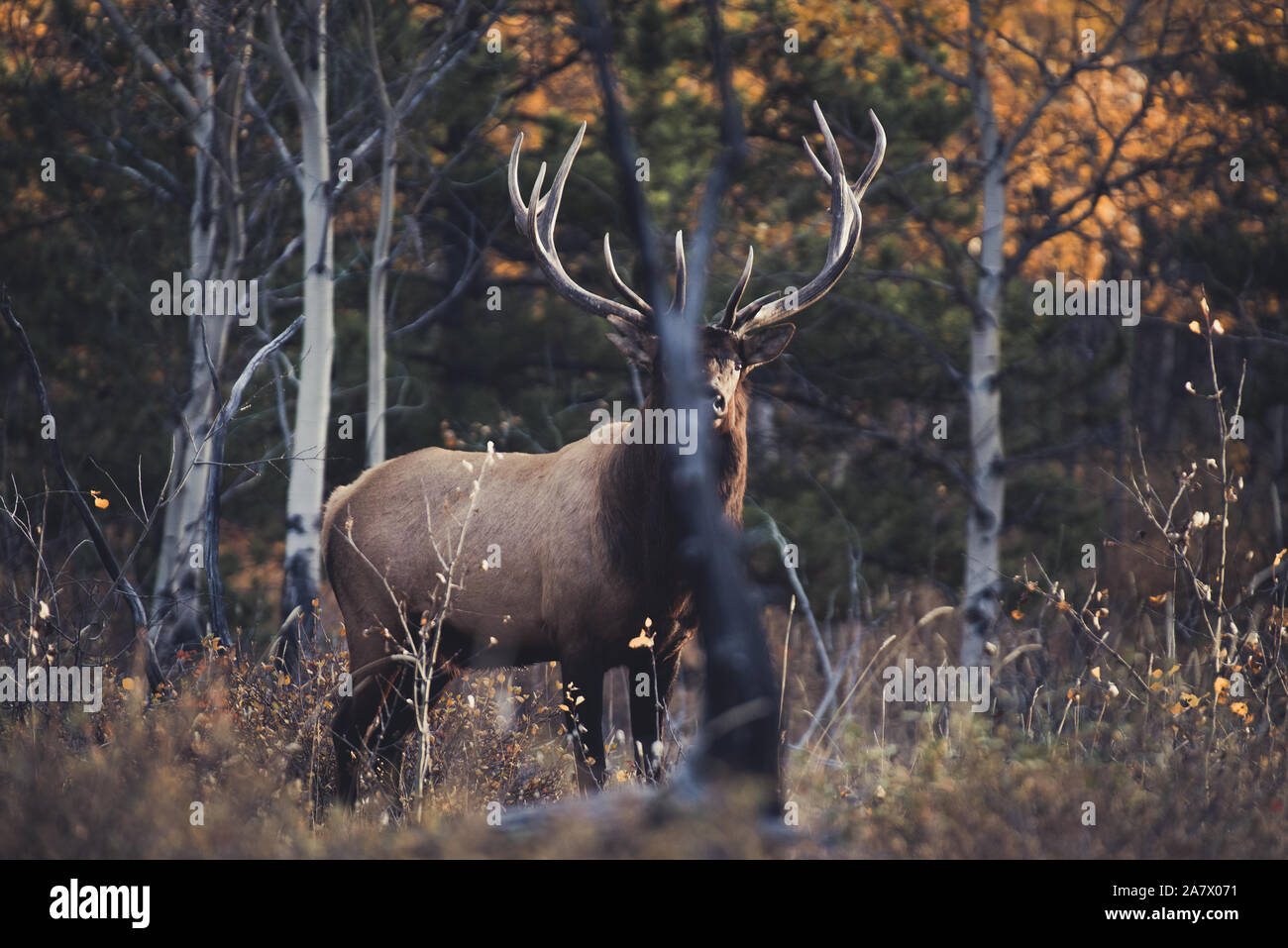 Yukon forest tree hi-res stock photography and images - Alamy