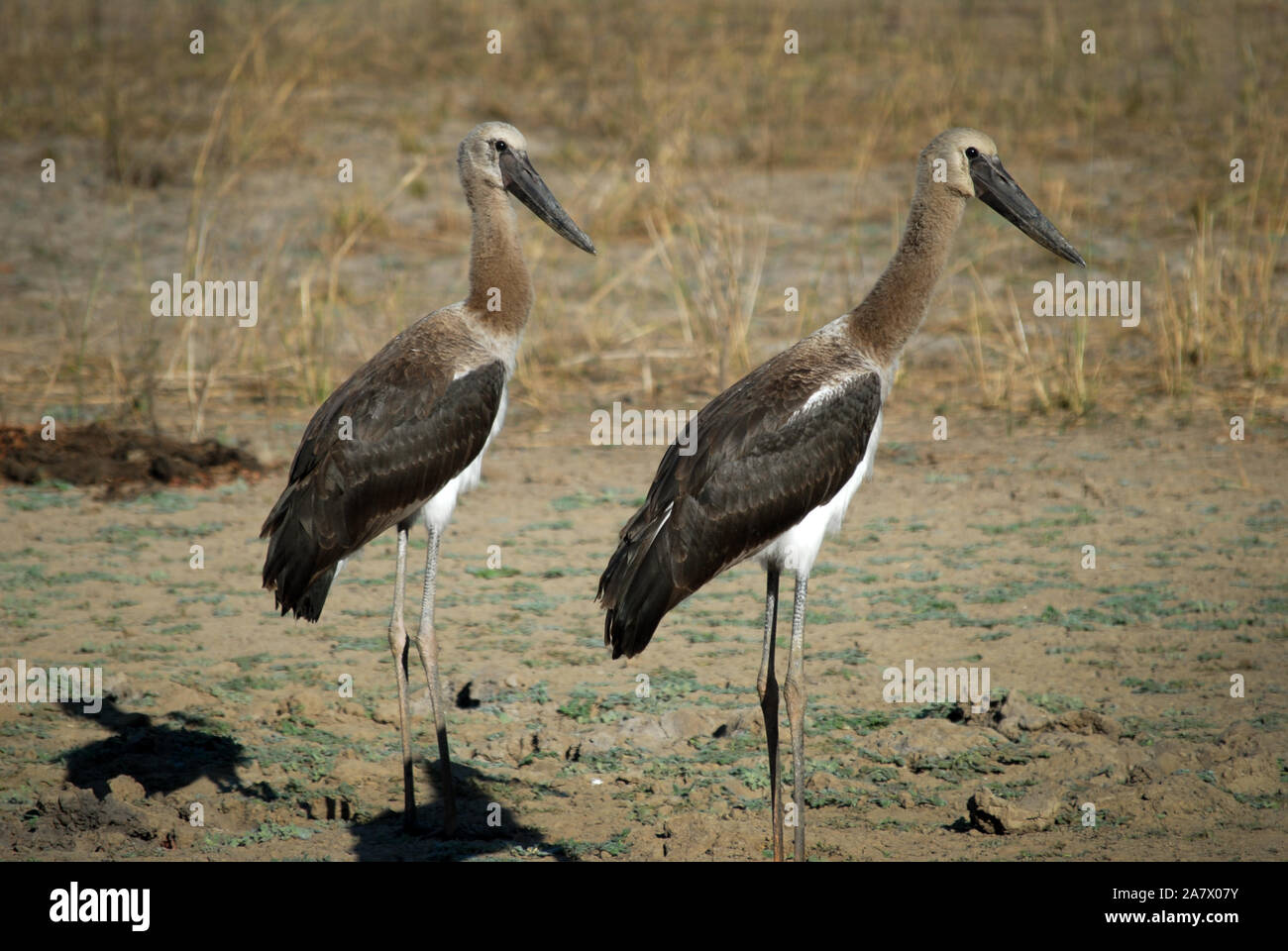 Saddle billed stork juvenile hi-res stock photography and images - Alamy