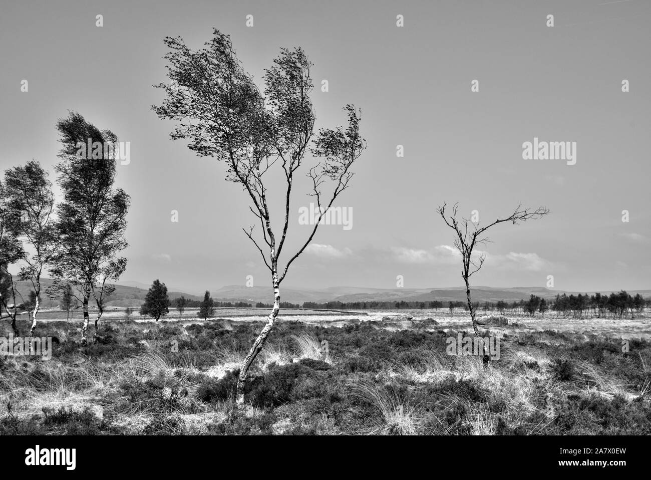 Stunted windswept tree hi-res stock photography and images - Alamy