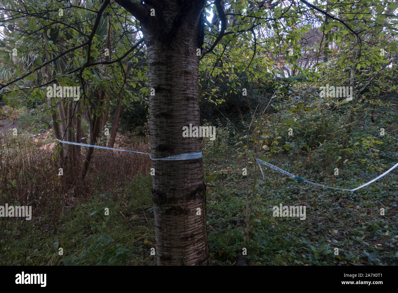 Crime scene forensics field hi-res stock photography and images - Alamy
