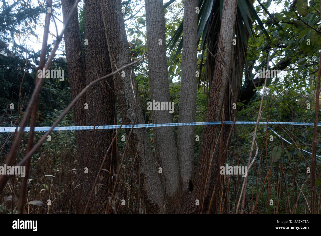 Crime scene forensics field hi-res stock photography and images - Alamy
