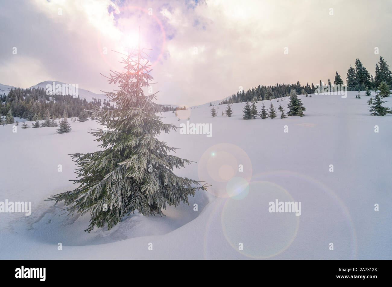 Christmas tree with sun flare. Winter landscape in the wild Stock Photo ...