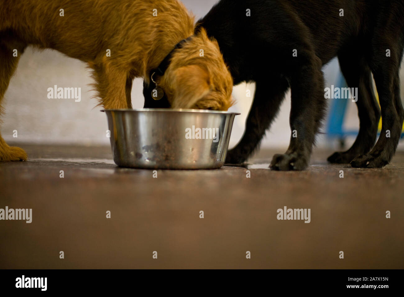 Stand out animals hi-res stock photography and images - Alamy