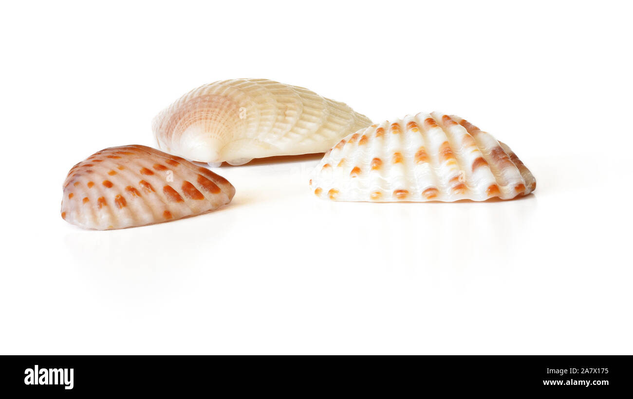 Three tiny scallop sea shells isolated on white background, closeup ...