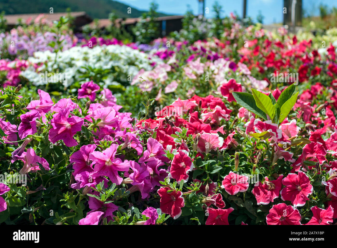 Colorful Morning Glory flowers Stock Photo - Alamy