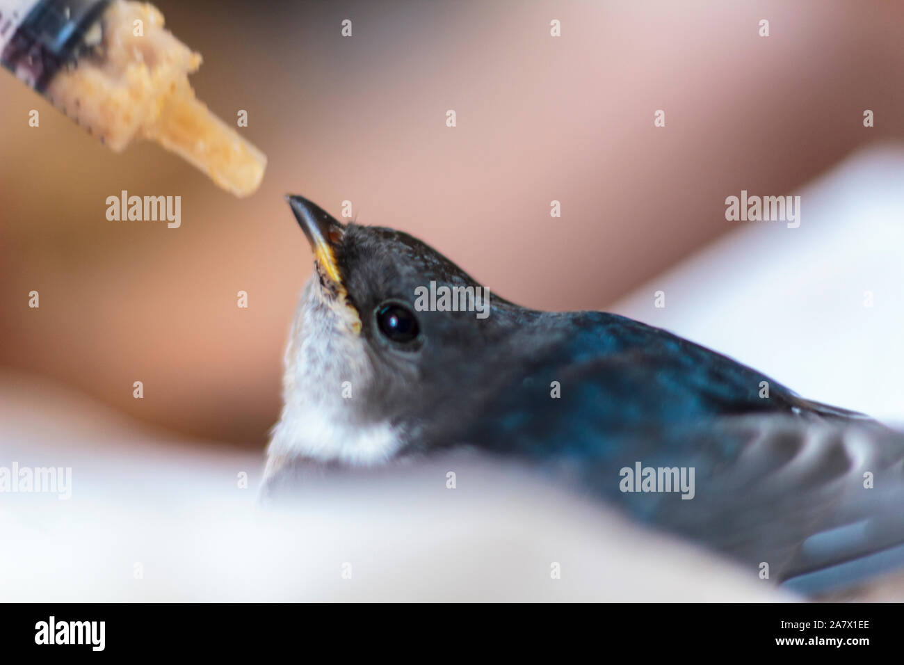 Feeding a baby swallow with syringe Stock Photo - Alamy
