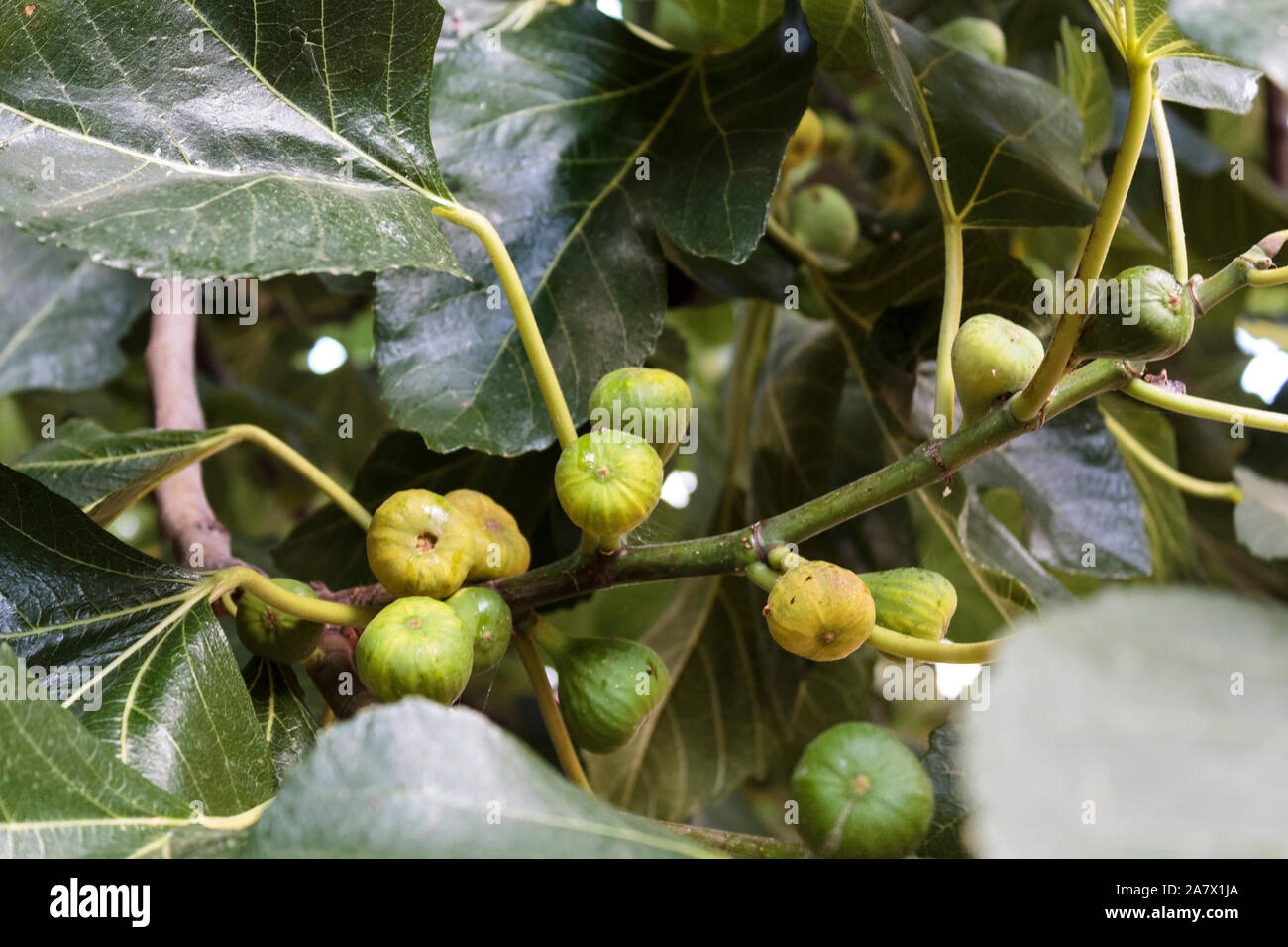 Yellow stem fig hi-res stock photography and images - Alamy