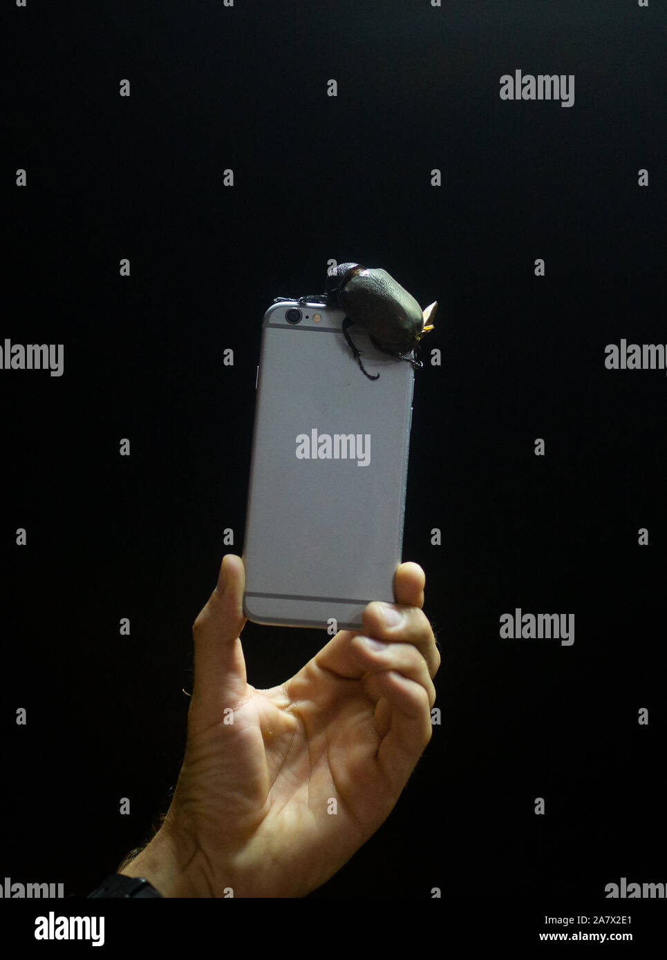 Giant black Bug on the phone bench in mens hand Stock Photo - Alamy